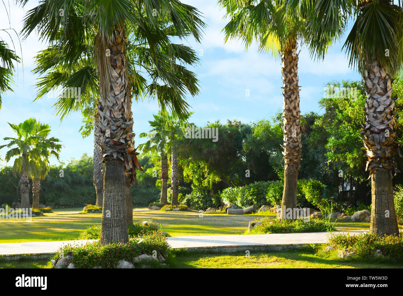 Tropical palm grove at resort Stock Photo - Alamy