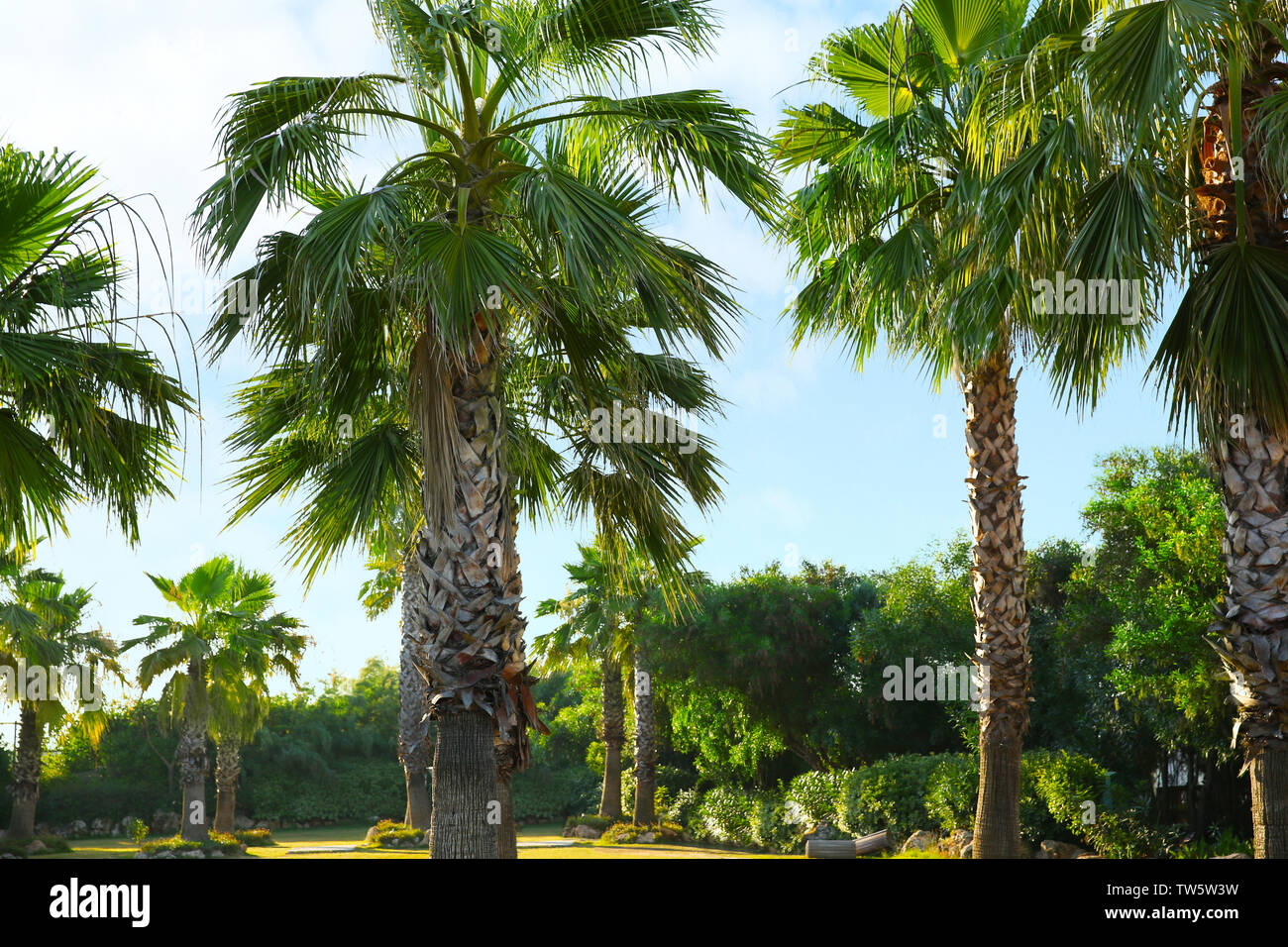 Tropical palm grove at resort Stock Photo - Alamy