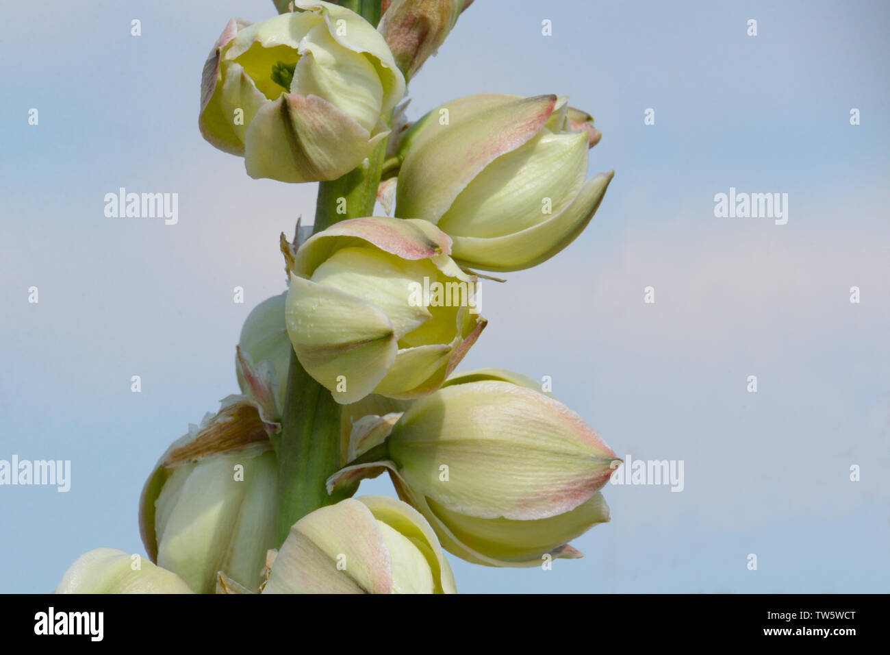 Yucca flowers hi-res stock photography and images - Alamy