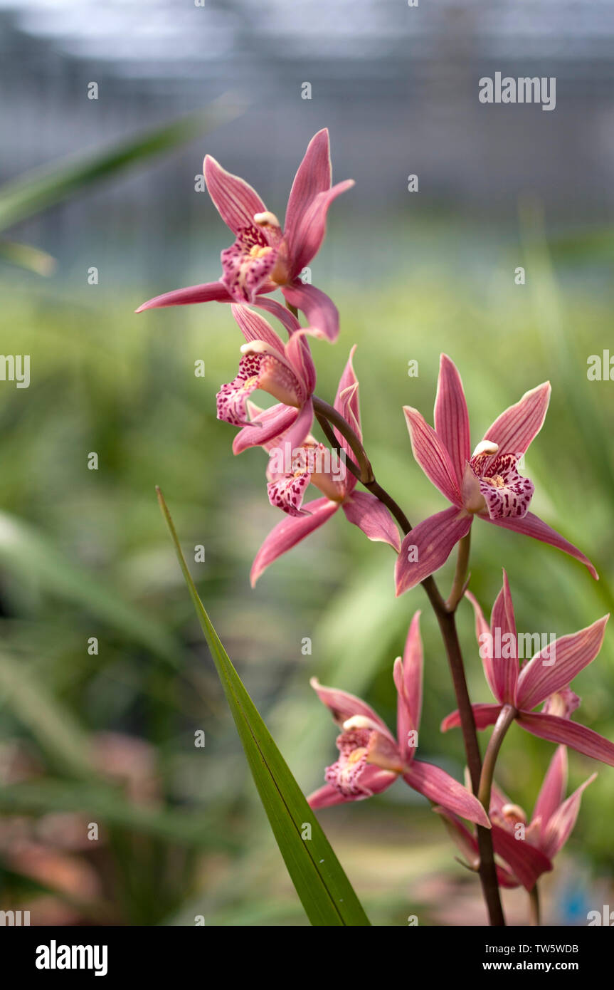 Foreign orchids hi-res stock photography and images - Alamy