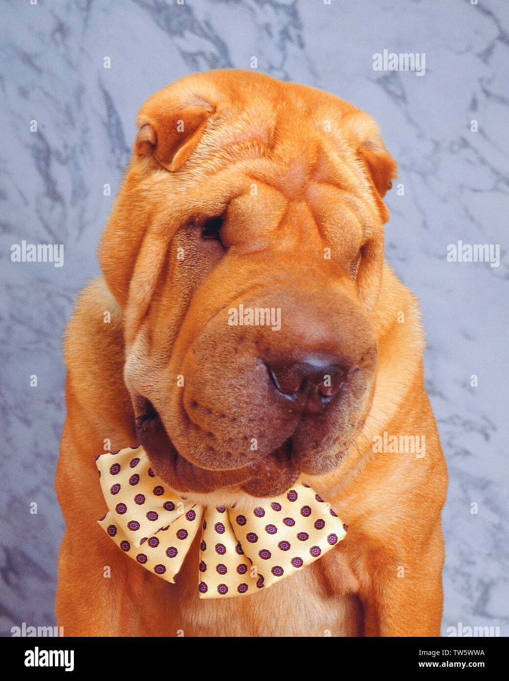 Close up dogs face wearing hi-res stock photography and images - Alamy