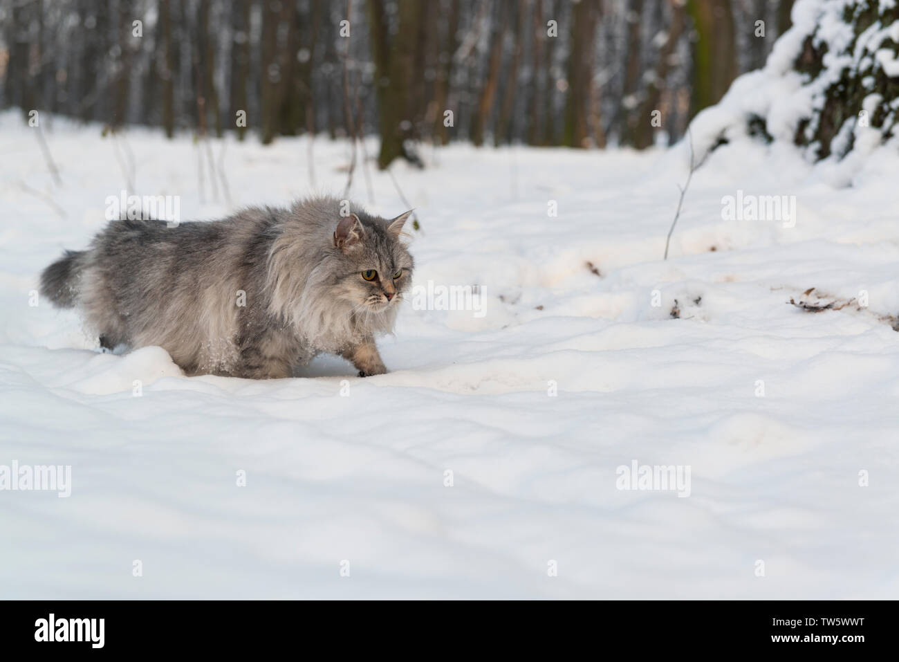 Survival shelter in forest hi-res stock photography and images - Alamy