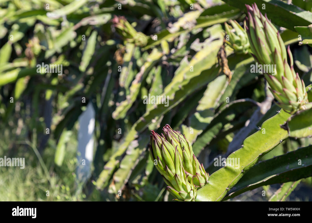 Dragon fruit buds hi-res stock photography and images - Alamy
