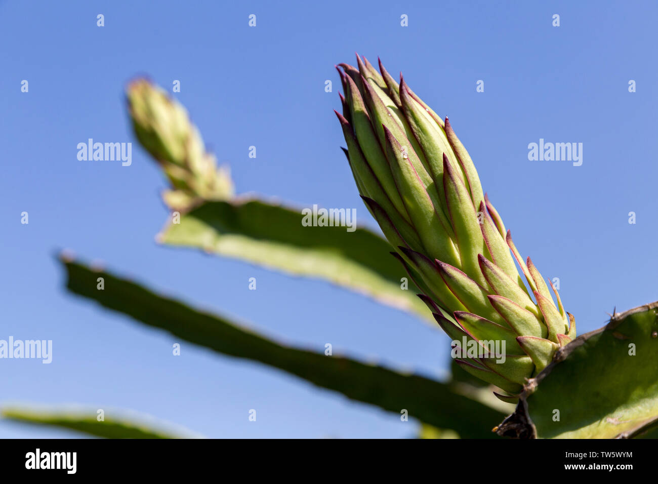 Local close-up of dragon fruit buds Stock Photo - Alamy