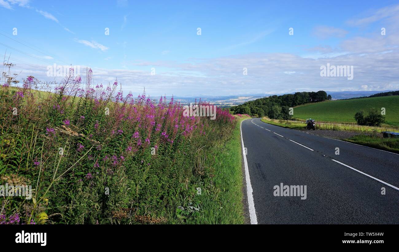 Colorful flowers on the roadside Stock Photo - Alamy