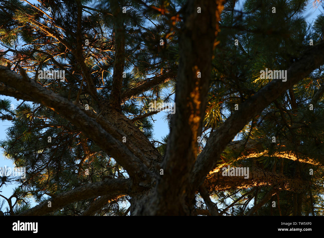 Young scots scotch pine hi-res stock photography and images - Alamy