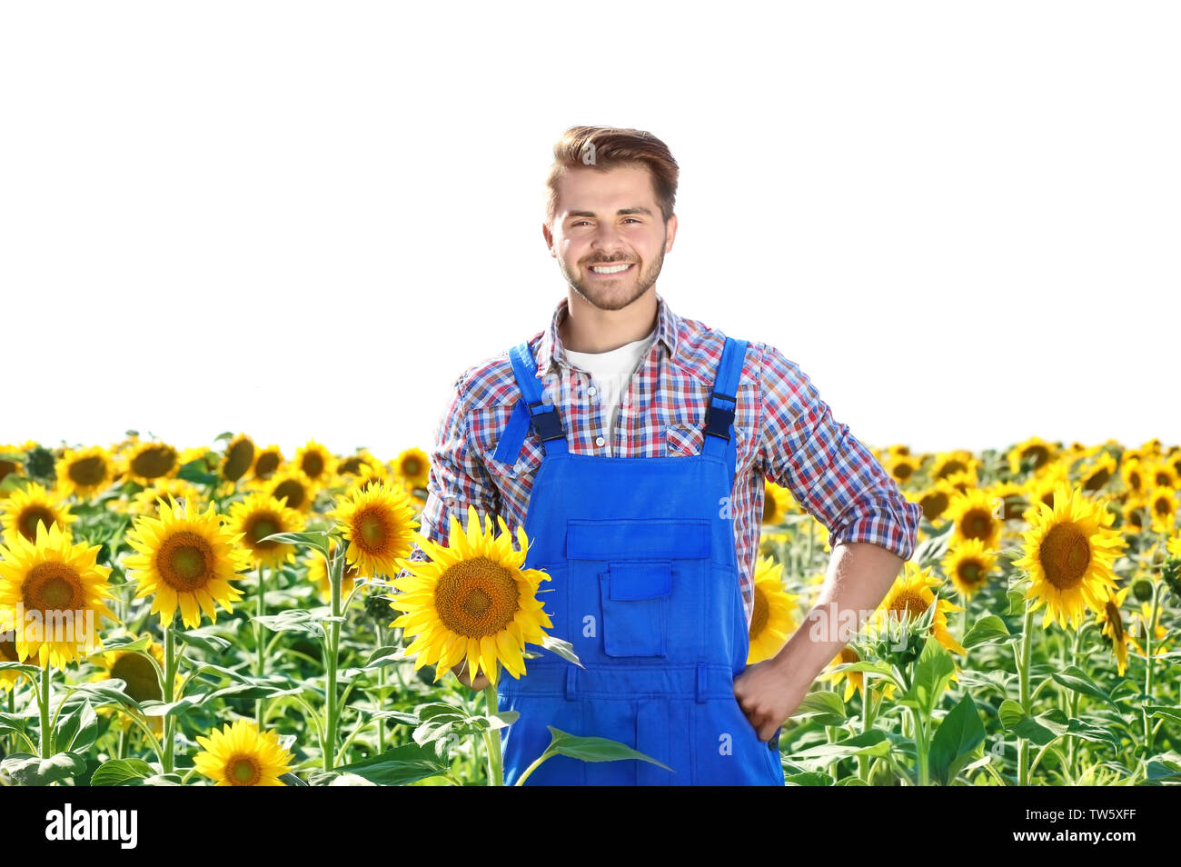 Young man standing sunflower in hi-res stock photography and images - Alamy