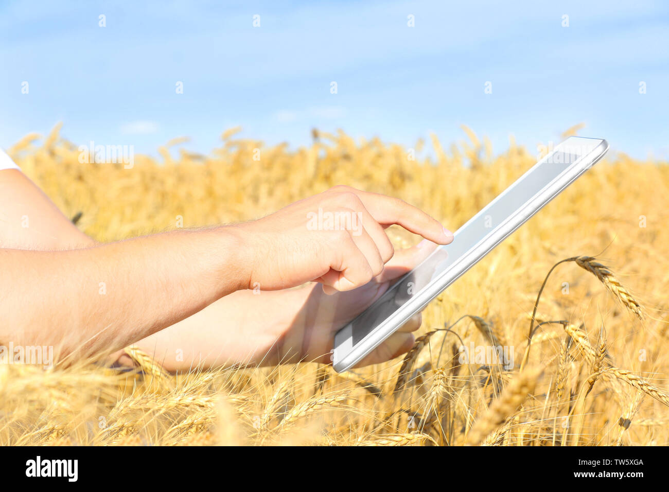Grains wheat in hands man hi-res stock photography and images - Alamy