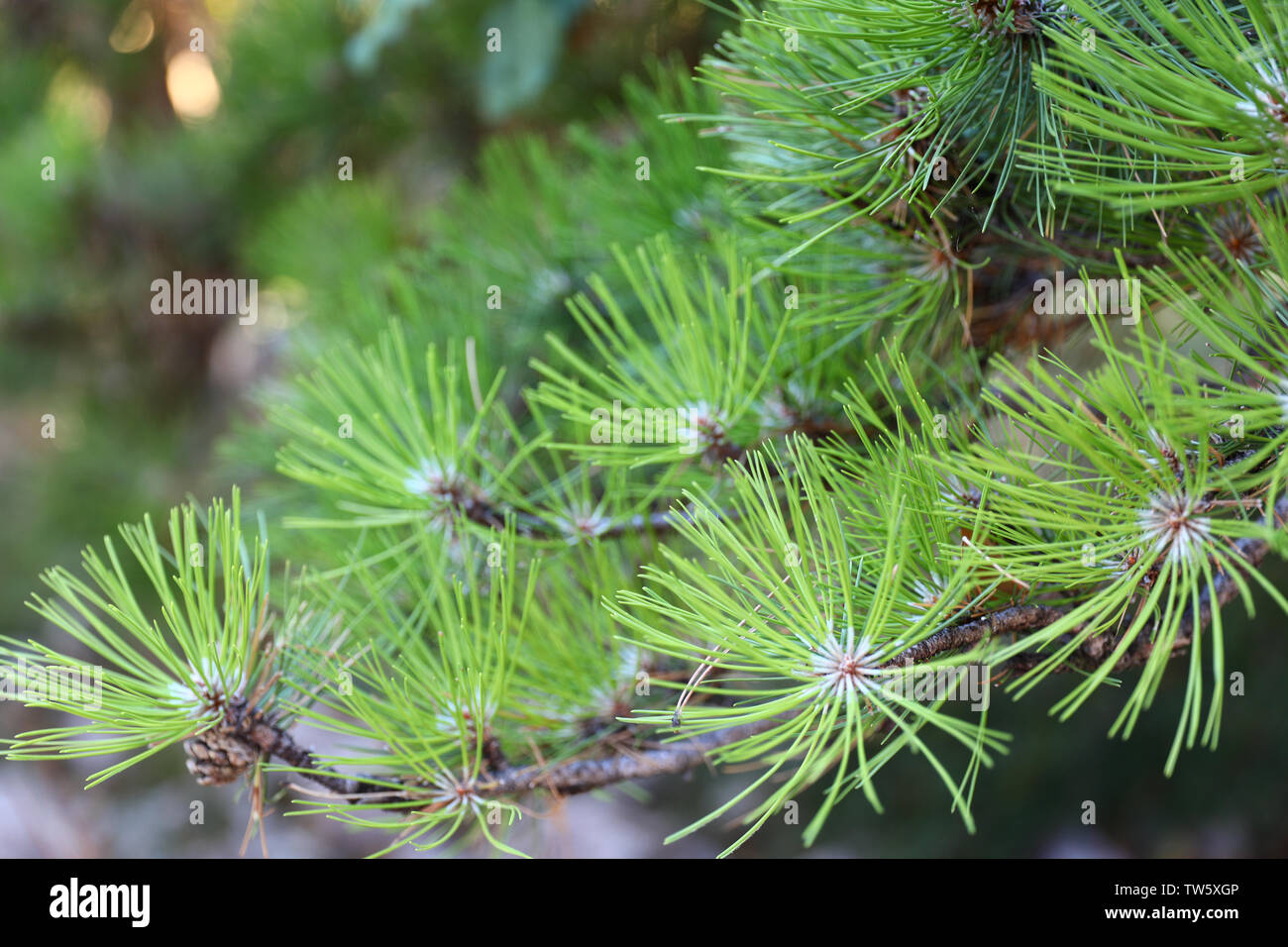 Scotch fir hi-res stock photography and images - Alamy