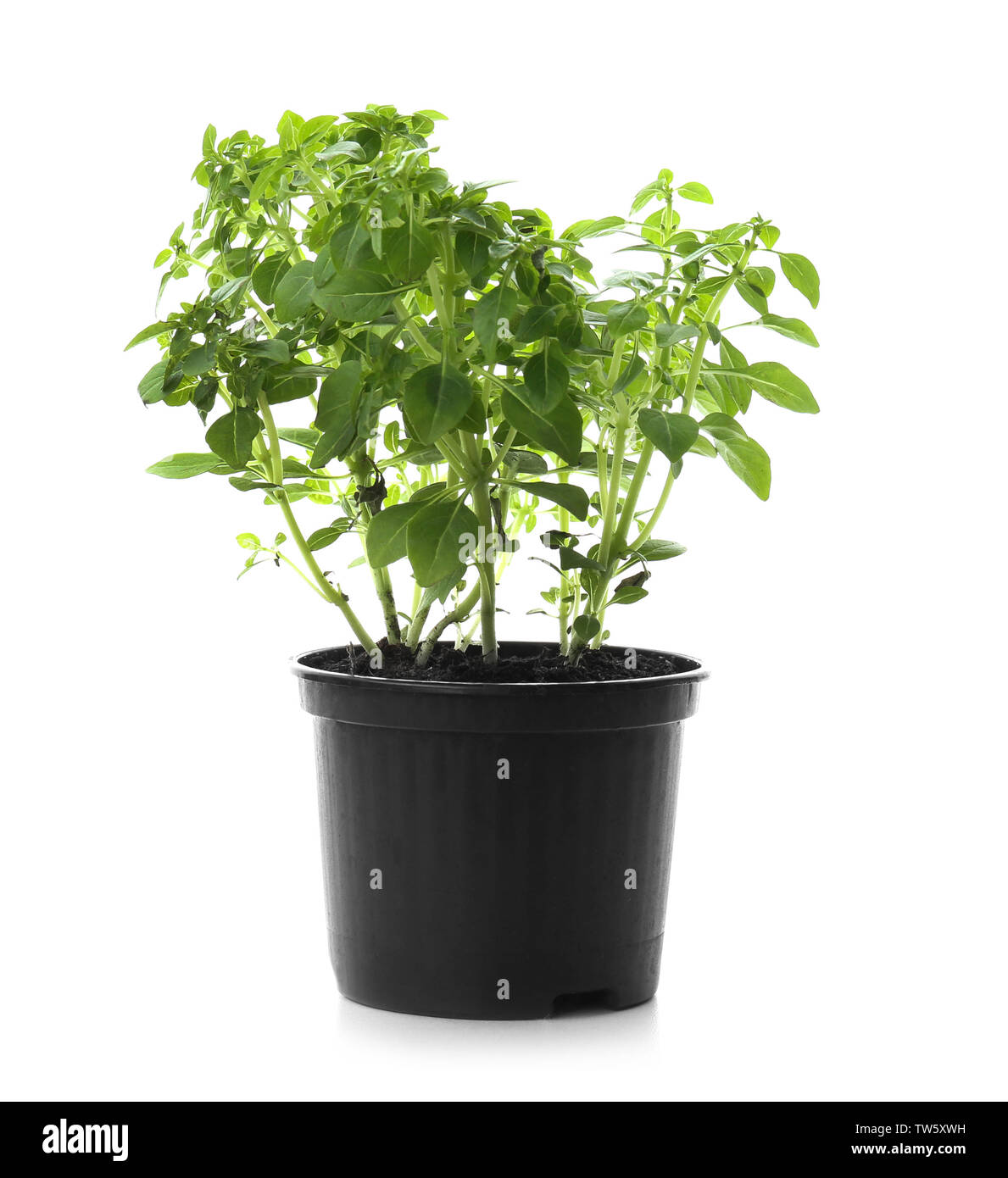Green oregano plant in pot on white background Stock Photo - Alamy
