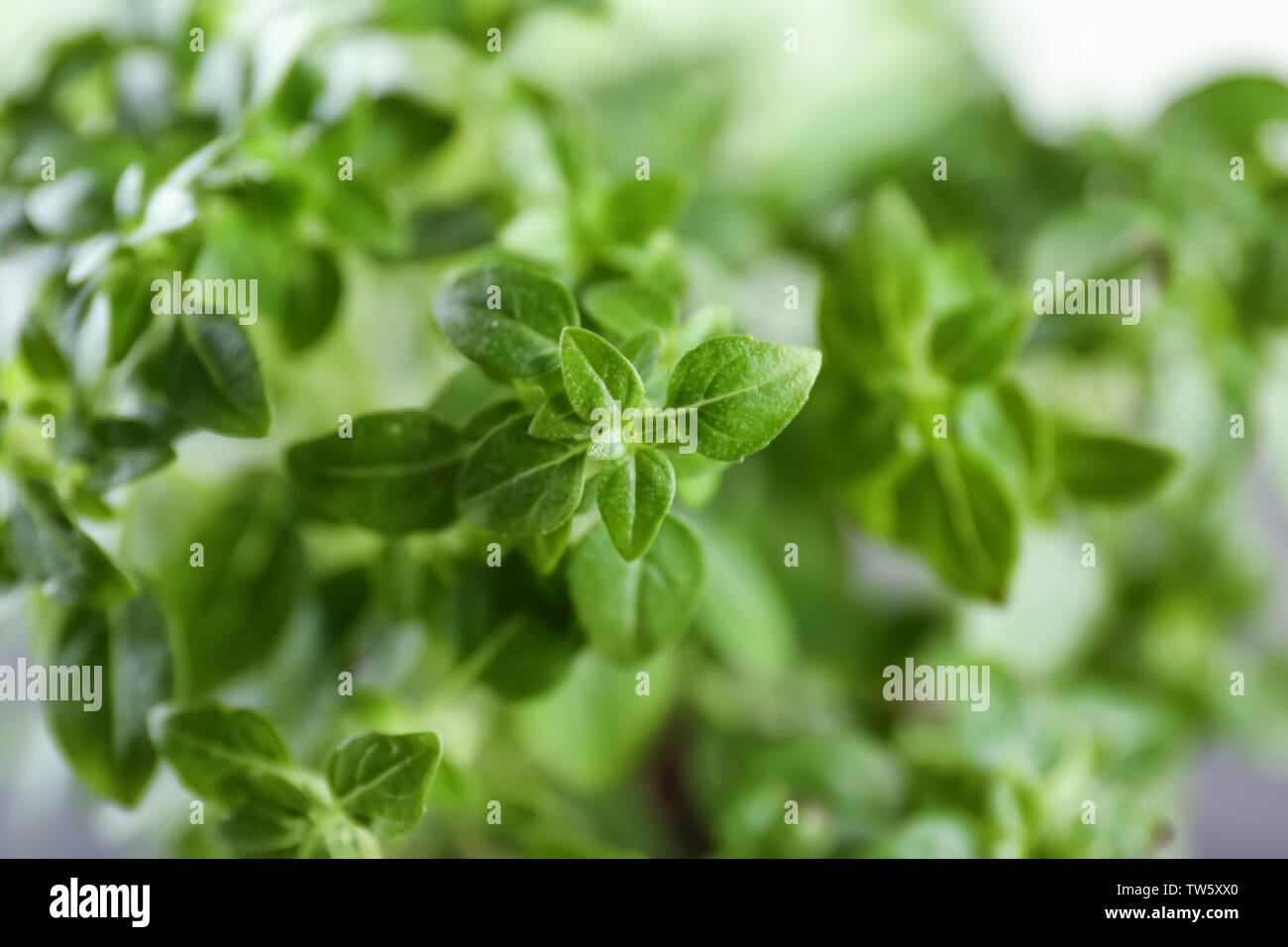 Green oregano plant, closeup Stock Photo - Alamy