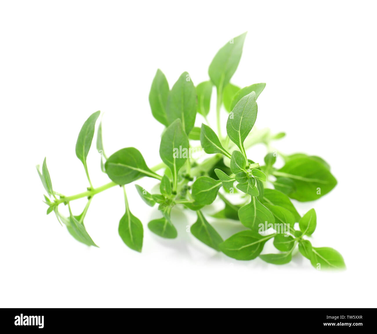 Green oregano plant on white background Stock Photo - Alamy
