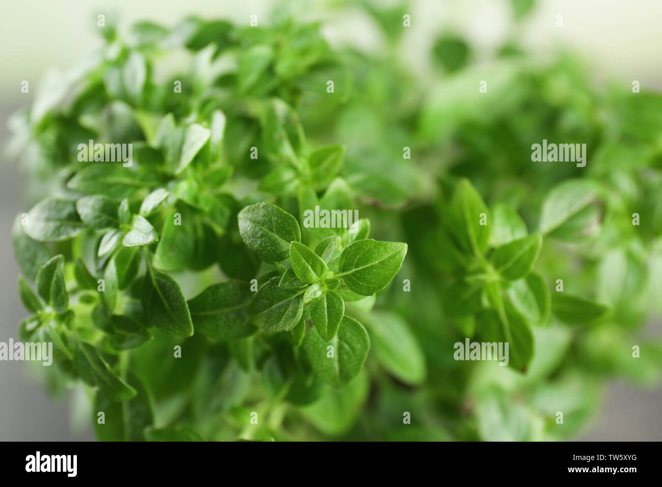 Green oregano plant, closeup Stock Photo - Alamy