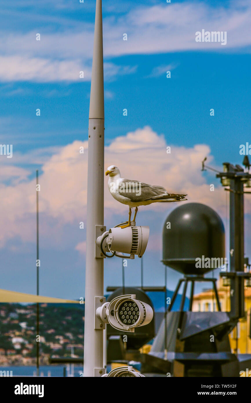 Philips - Seagull - Port de Saint Tropez, France June 18 2019 Stock ...