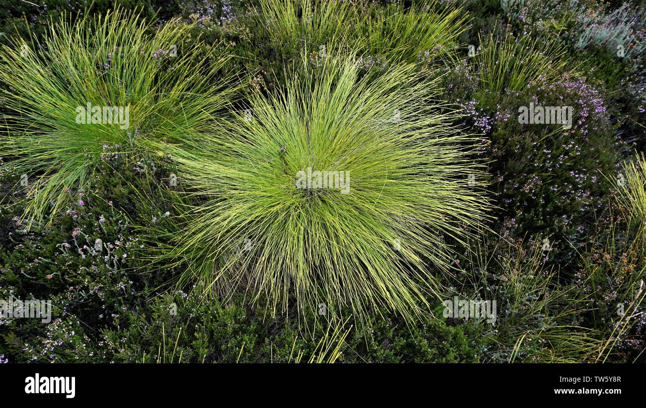 Hether hi-res stock photography and images - Alamy