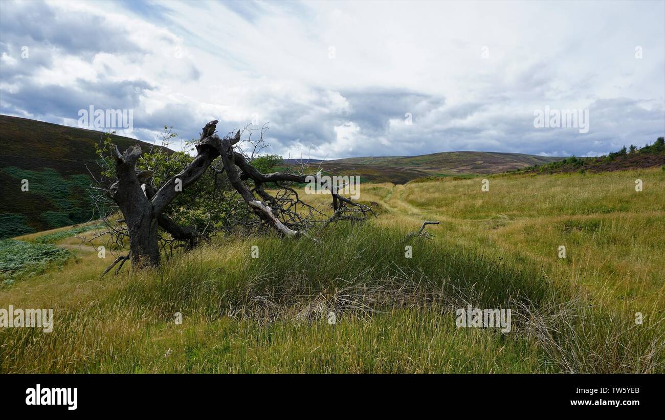 Scotish heather hi-res stock photography and images - Alamy