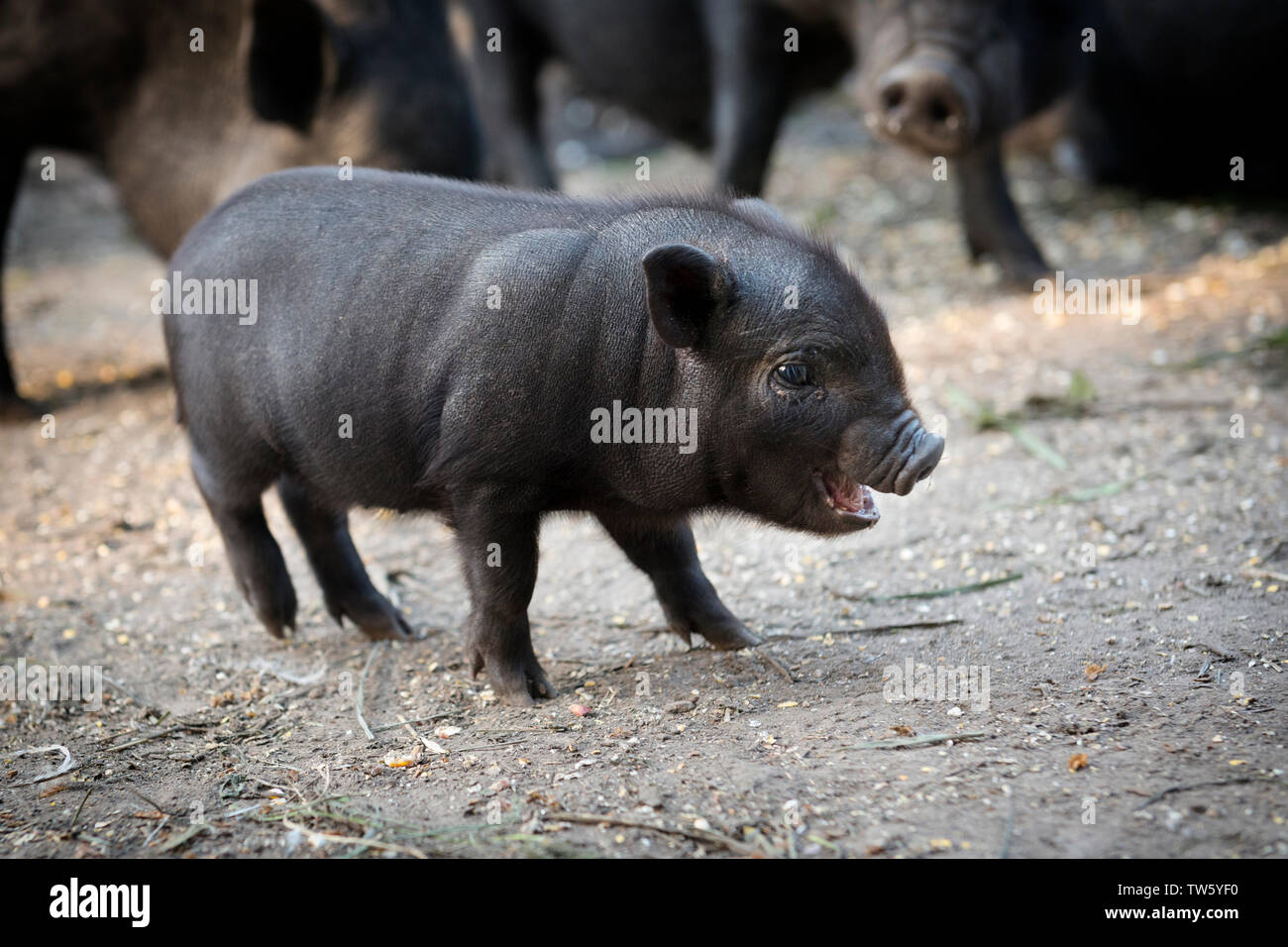 Cute little piglet in the barnyard Stock Photo - Alamy