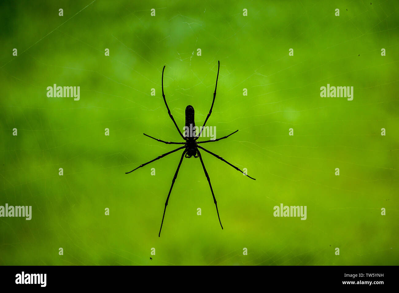 Guangdong giant bird spider Stock Photo - Alamy