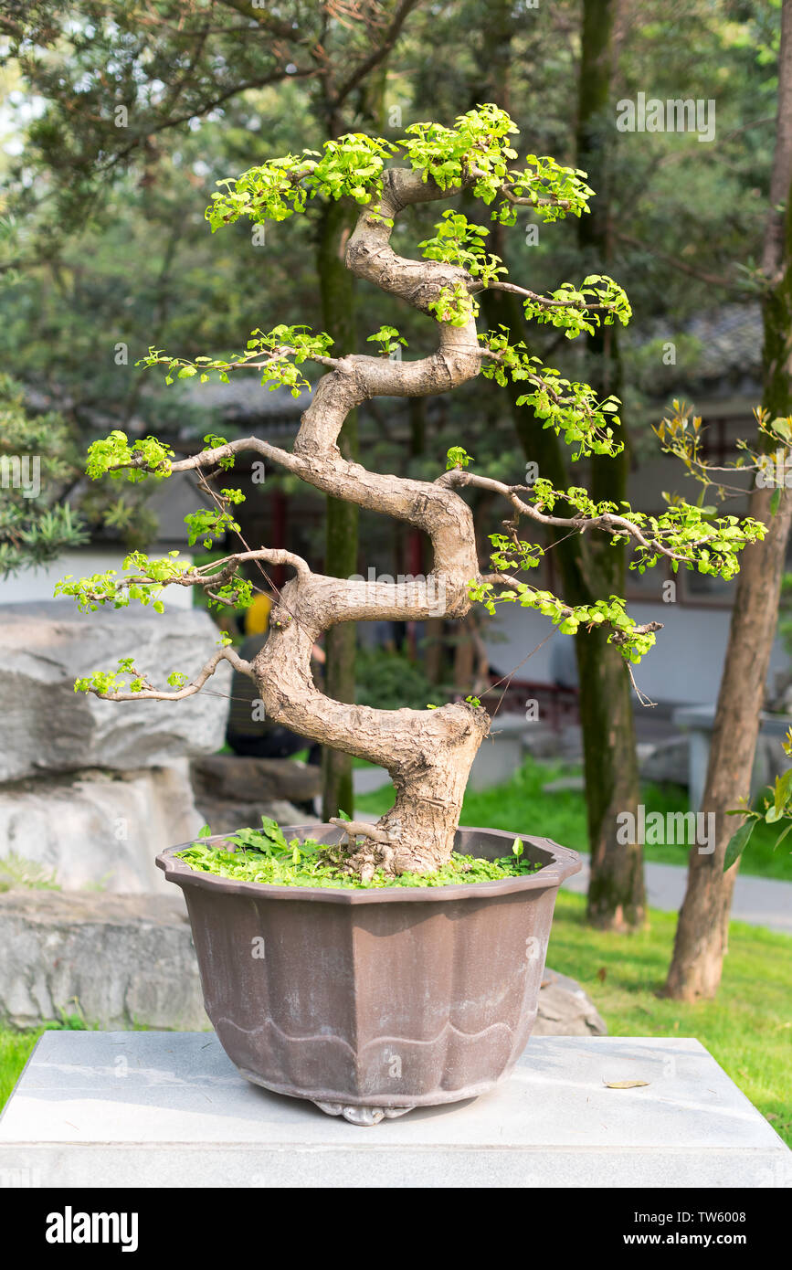 Potted plants in Chengdu, Sichuan Stock Photo - Alamy