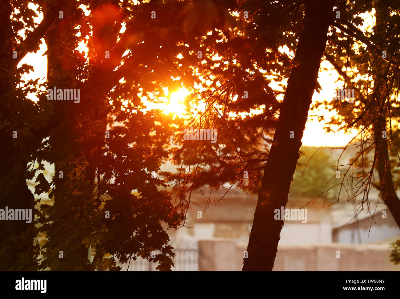 Sun shining through tree branches hi-res stock photography and images ...