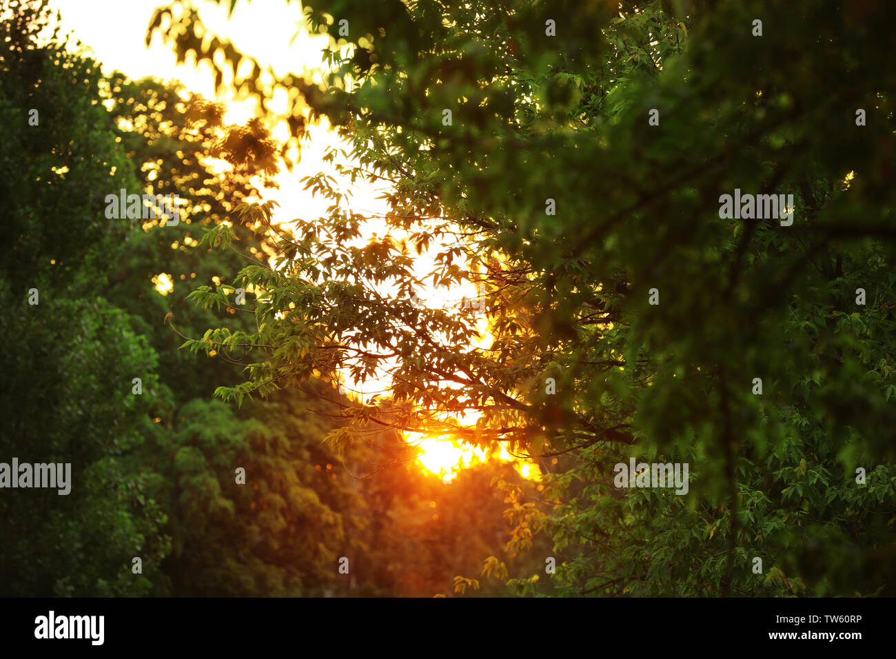 Sun shining through tree branches in the morning Stock Photo - Alamy