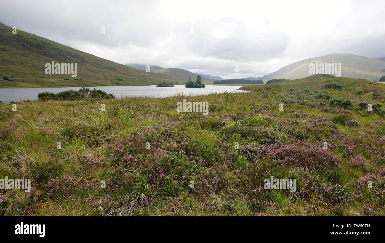 A blue lake and colorful heather in the Scottish Highlands Stock Photo ...