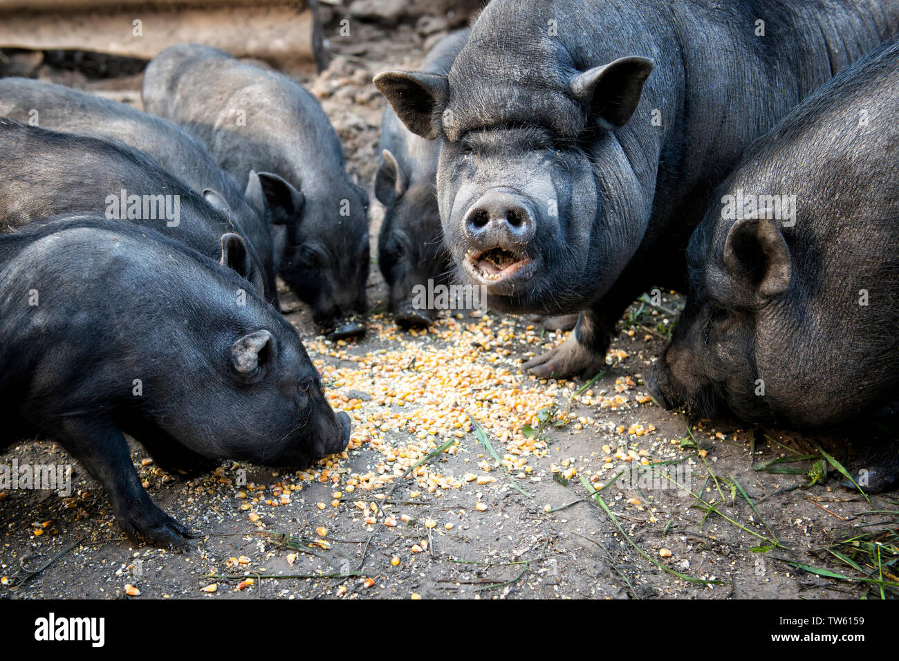 Black pig with piglets have a corn meal Stock Photo - Alamy
