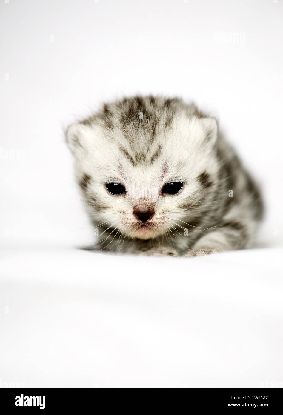 Silver Tabby Mackerel High Resolution Stock Photography and Images - Alamy