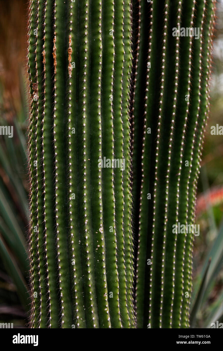 two high cacti close up Stock Photo - Alamy