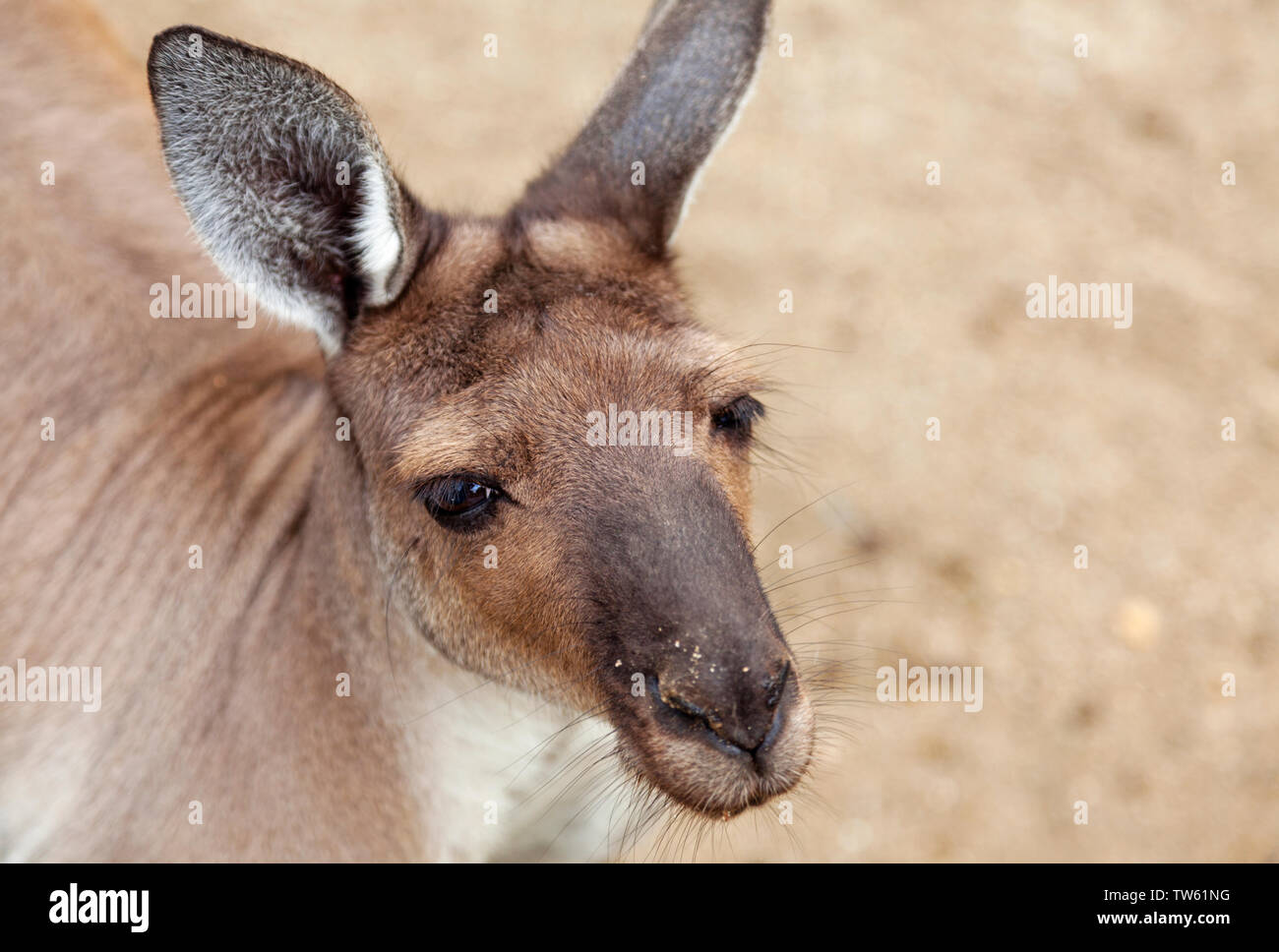 small baby kangaroo close up Stock Photo - Alamy