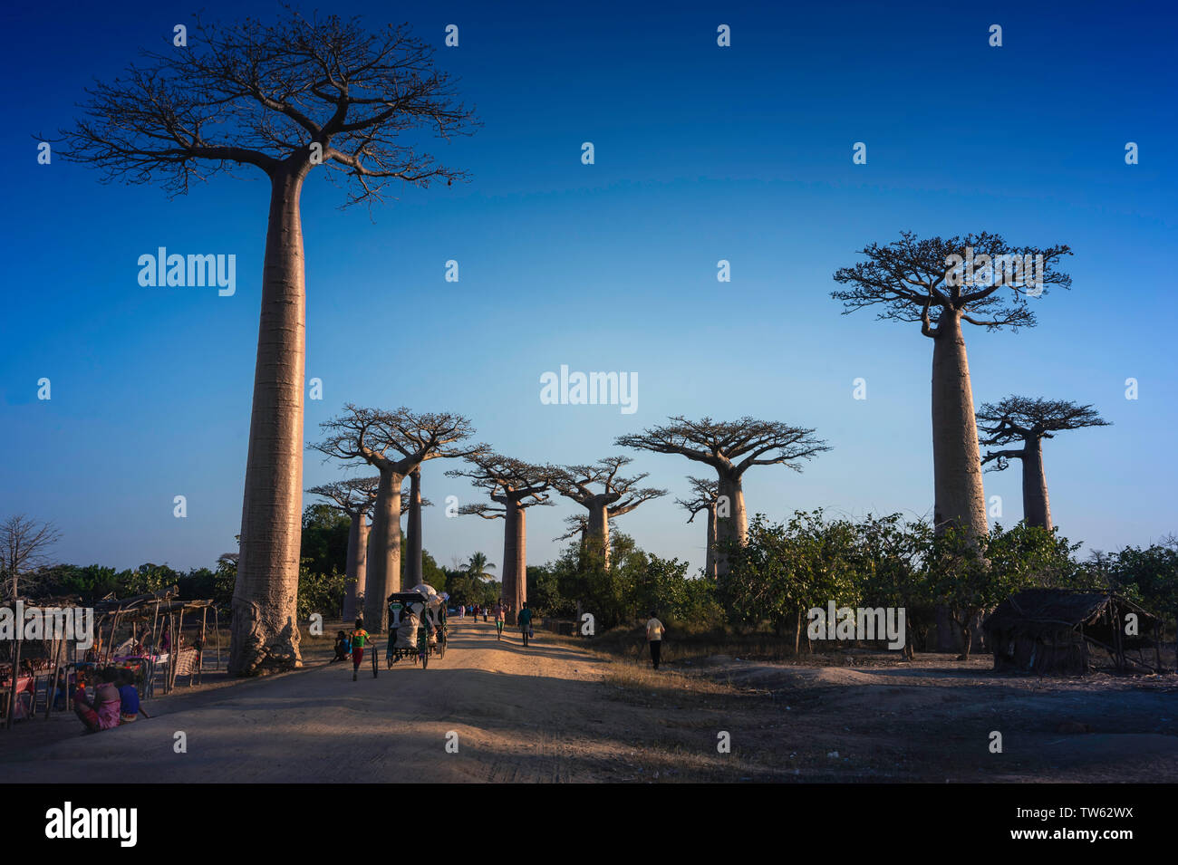 The baobab tree in Madagascar Stock Photo - Alamy