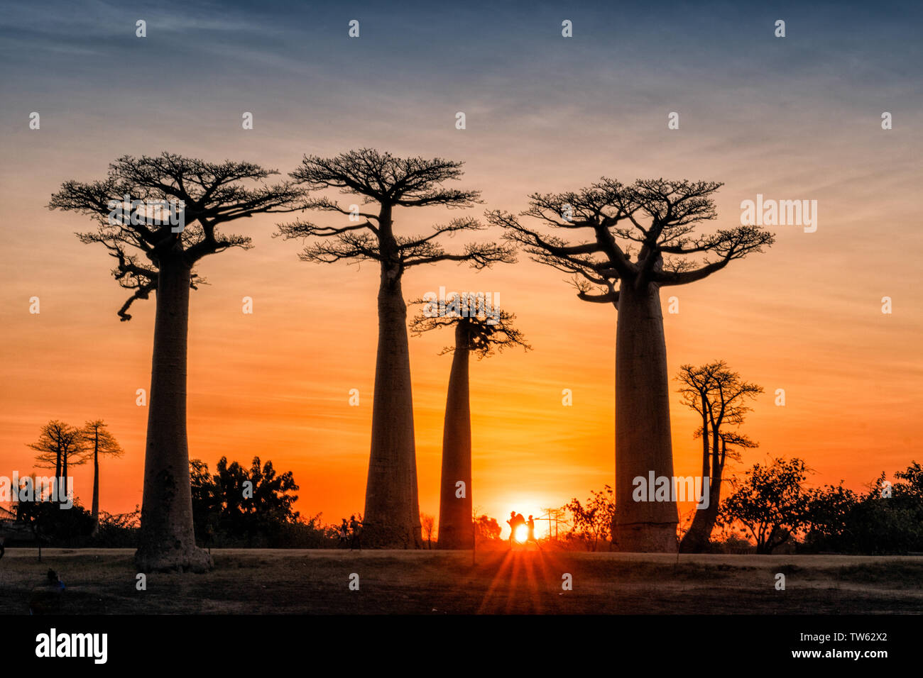 The baobab tree in Madagascar Stock Photo - Alamy
