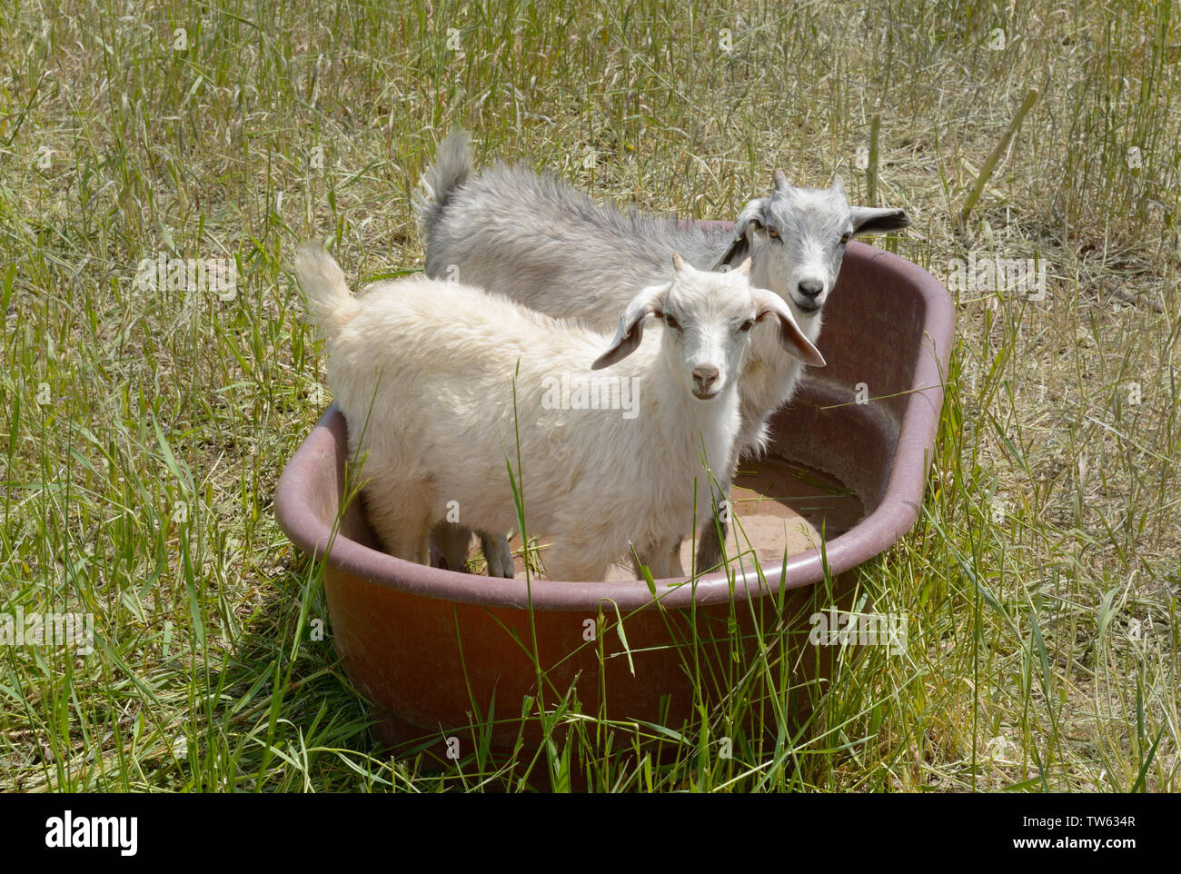Drinking tub hi-res stock photography and images - Alamy