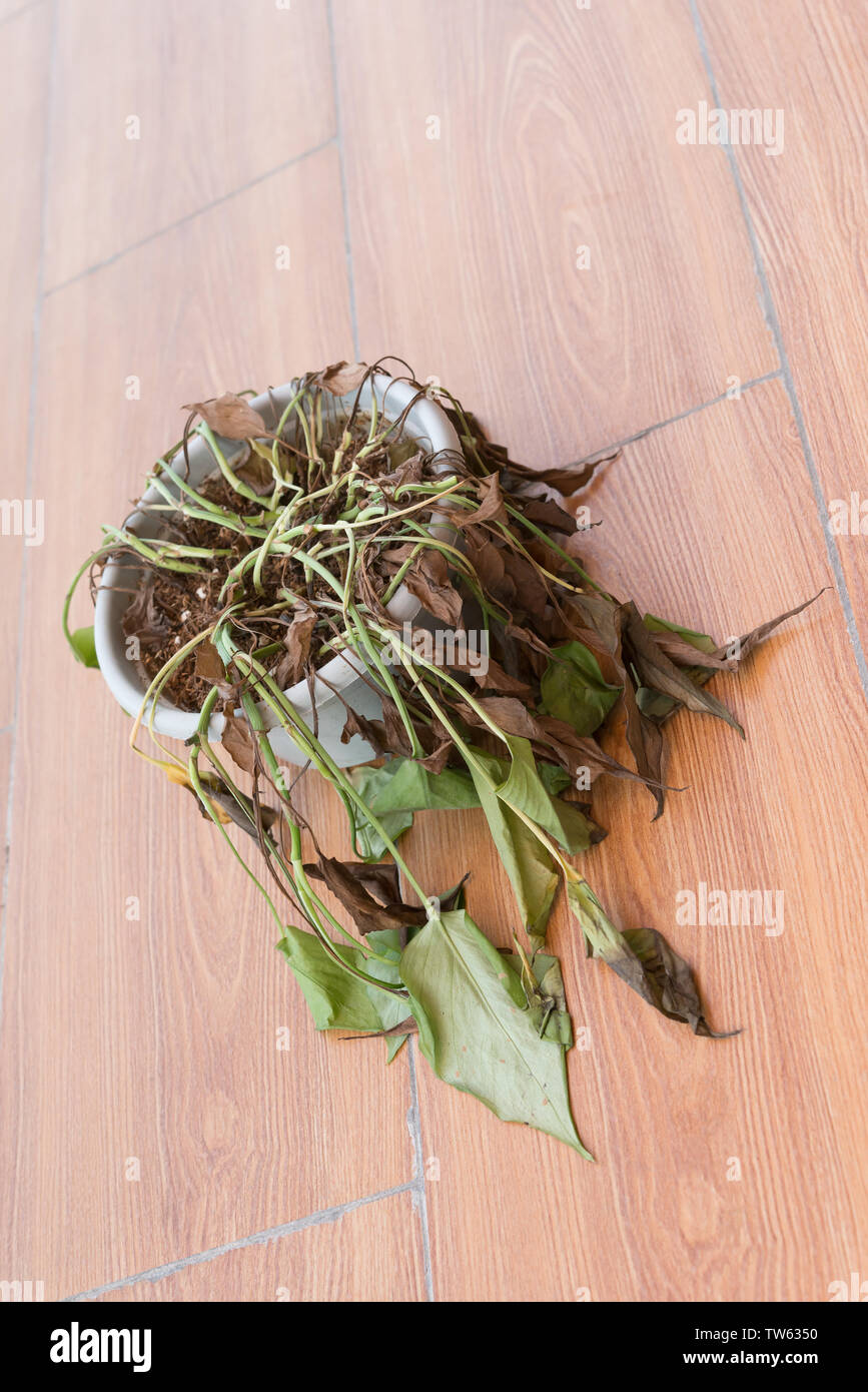 a faded pot plant on the floor Stock Photo - Alamy