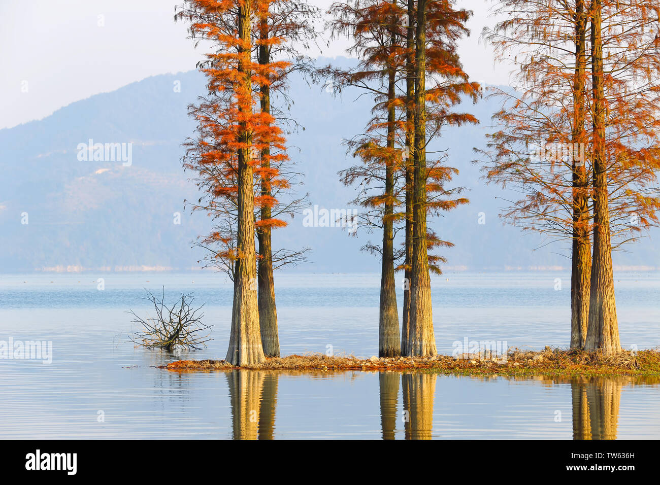Sequoia trees by the lake Stock Photo - Alamy