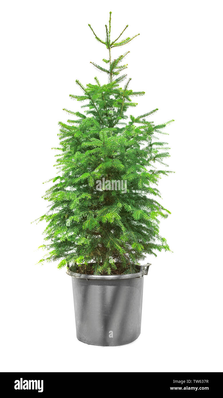 Beautiful fir tree in pot on white background Stock Photo - Alamy
