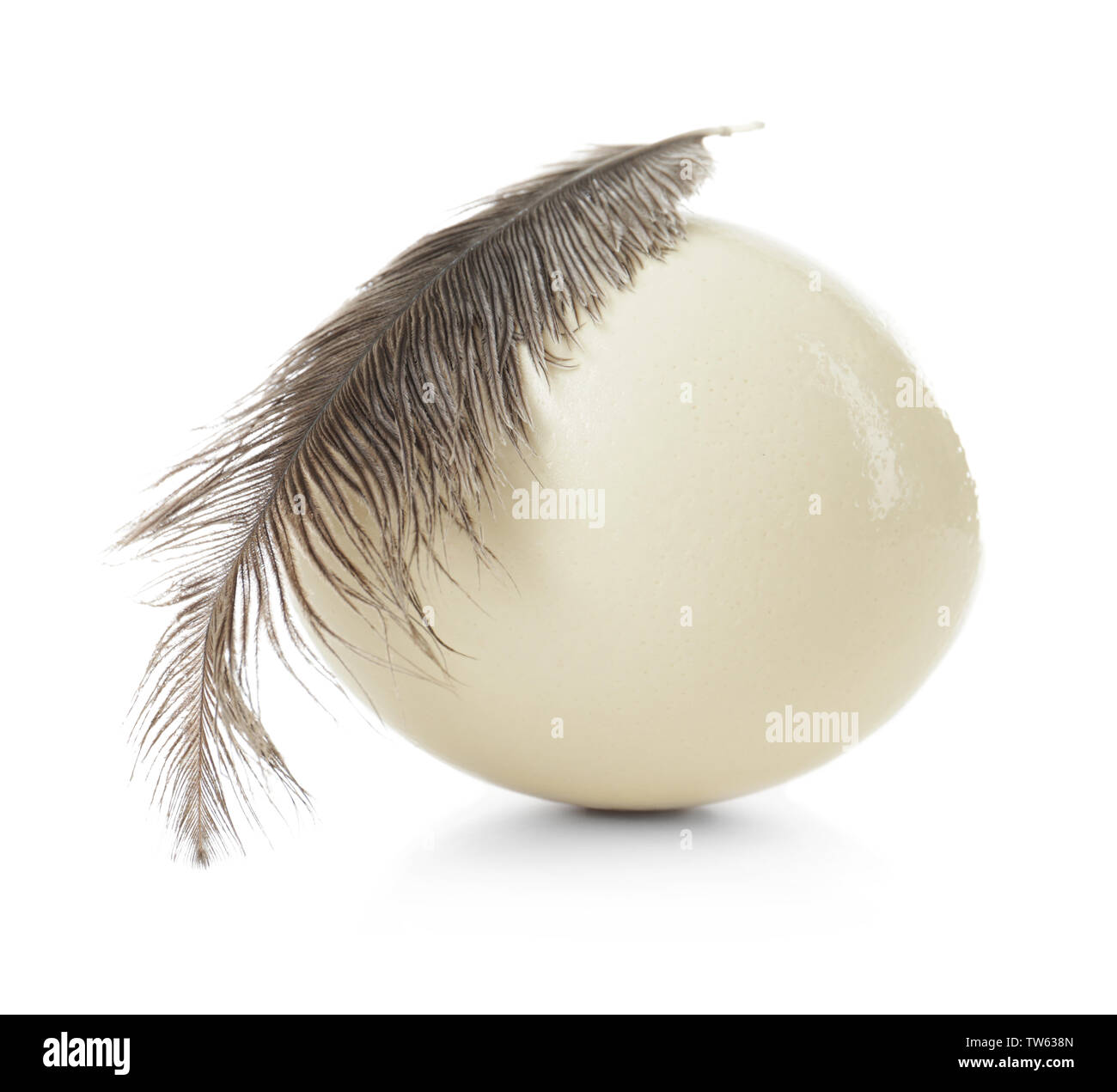 Ostrich egg and feather on white background Stock Photo - Alamy