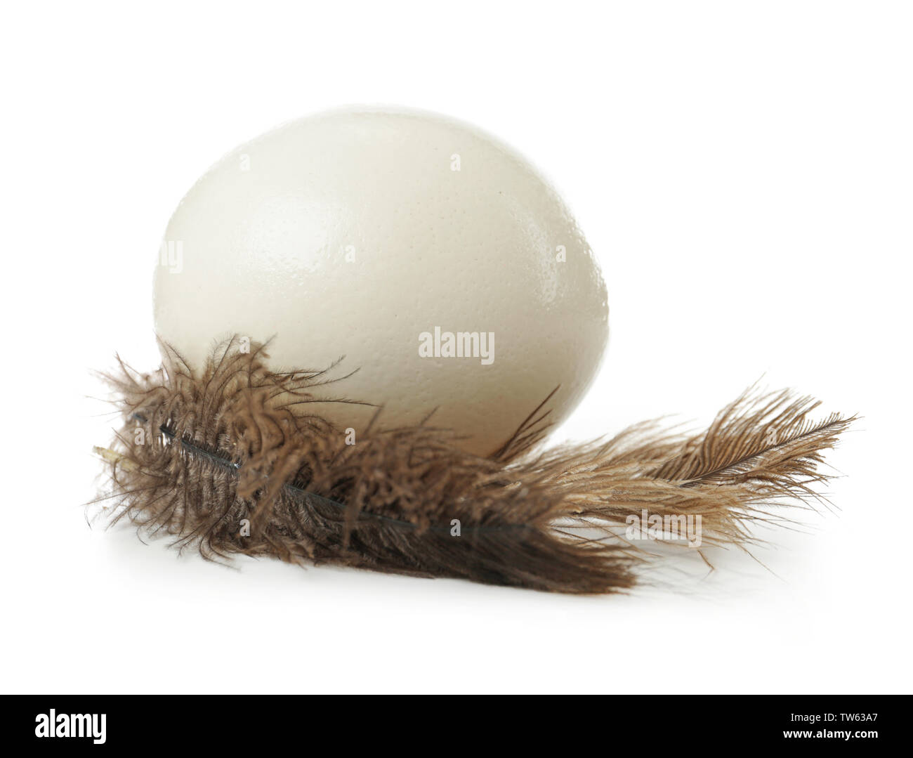 Ostrich egg and feathers on white background Stock Photo - Alamy