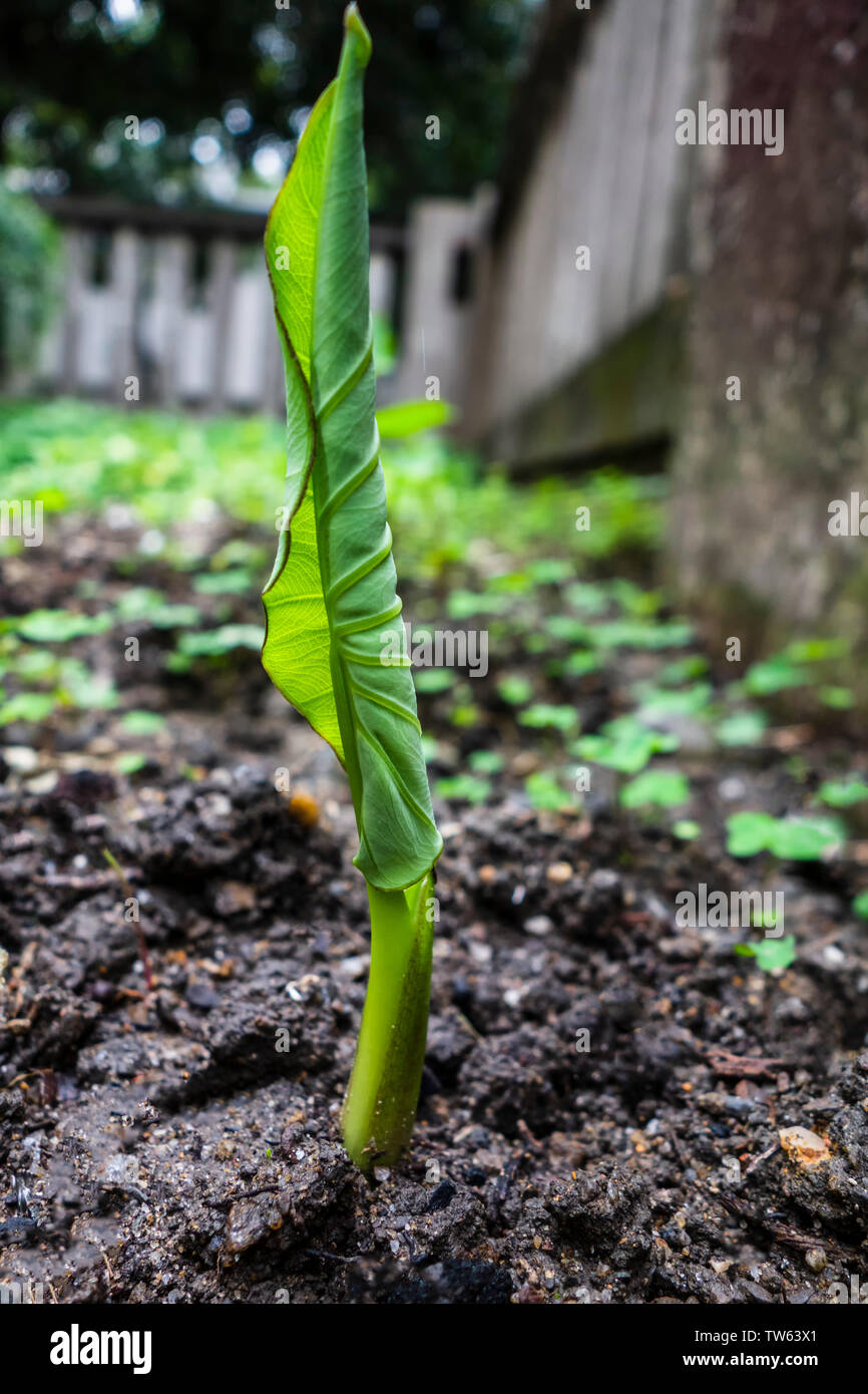 The new long unearthed taro seedlings Stock Photo - Alamy