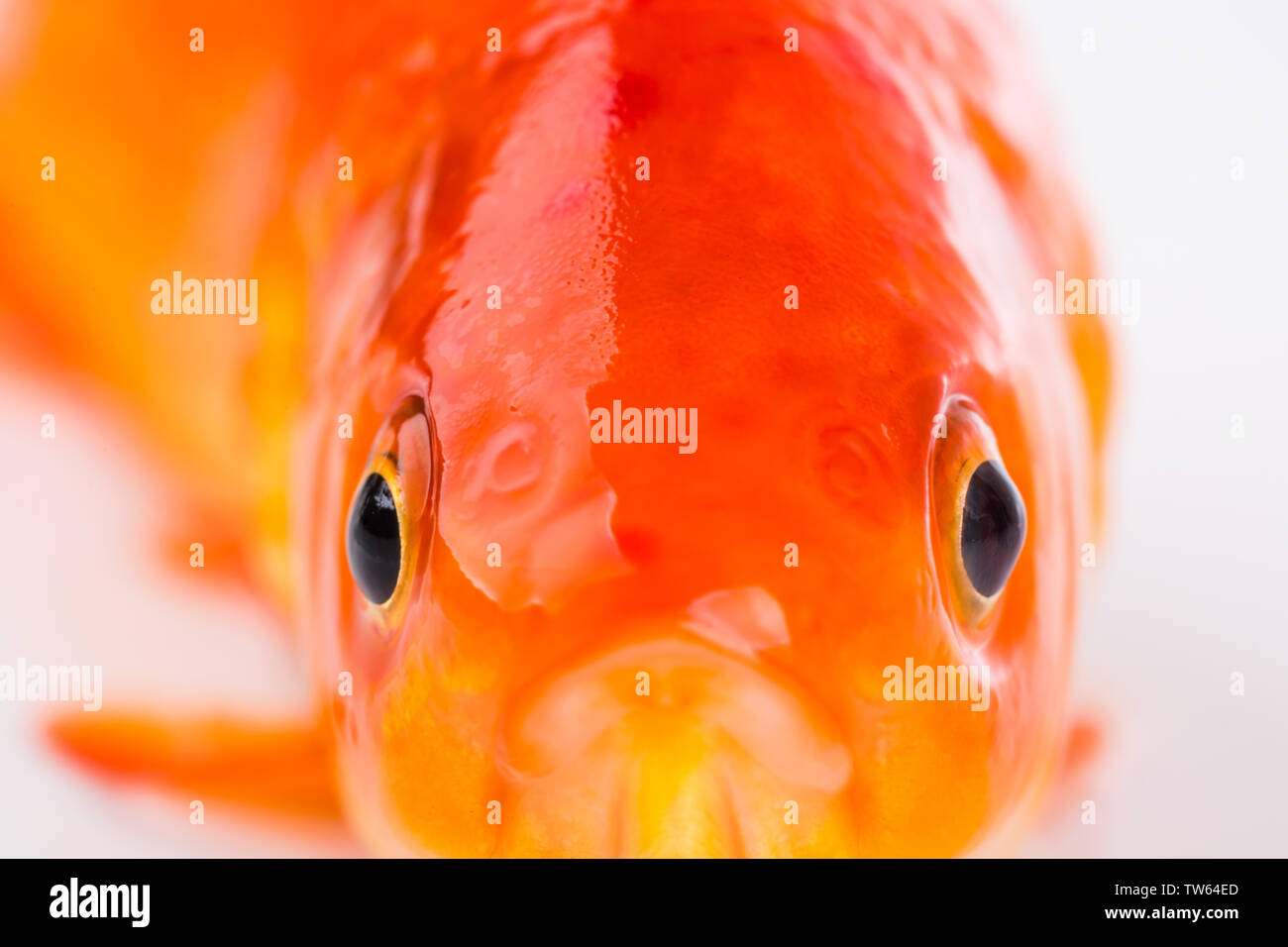 Goldfish eyes, close-up Stock Photo - Alamy