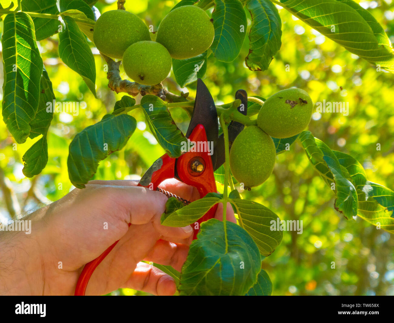 hand using a shears in a garden cutting fresh walnuts Stock Photo - Alamy