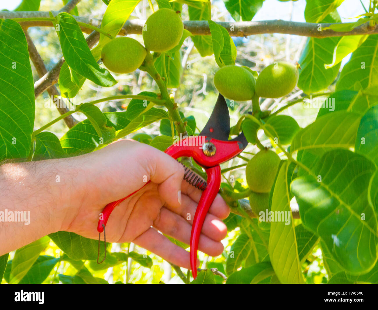 hand using a shears in a garden cutting fresh walnuts Stock Photo - Alamy