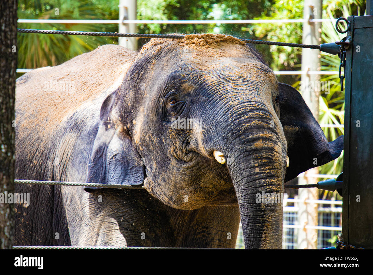 Elephant enclosures hi-res stock photography and images - Alamy
