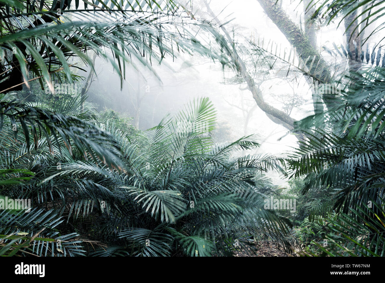 Jungle bush hi-res stock photography and images - Alamy