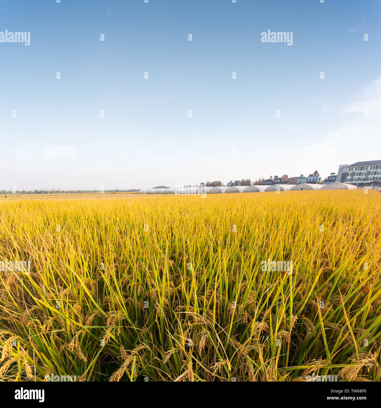 Rice field in the sunshine Stock Photo - Alamy