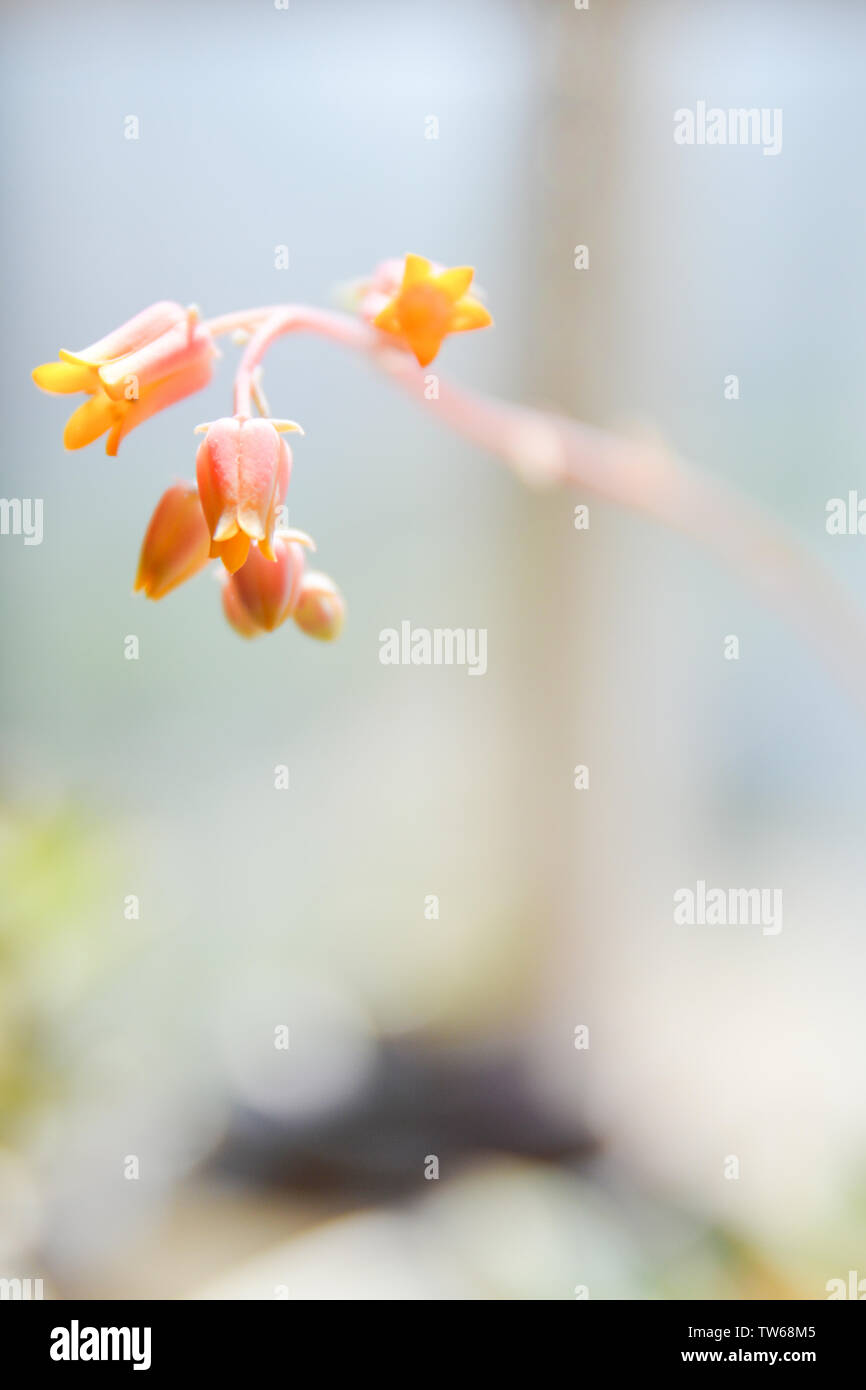 The fleshy plant flower sword Stock Photo - Alamy