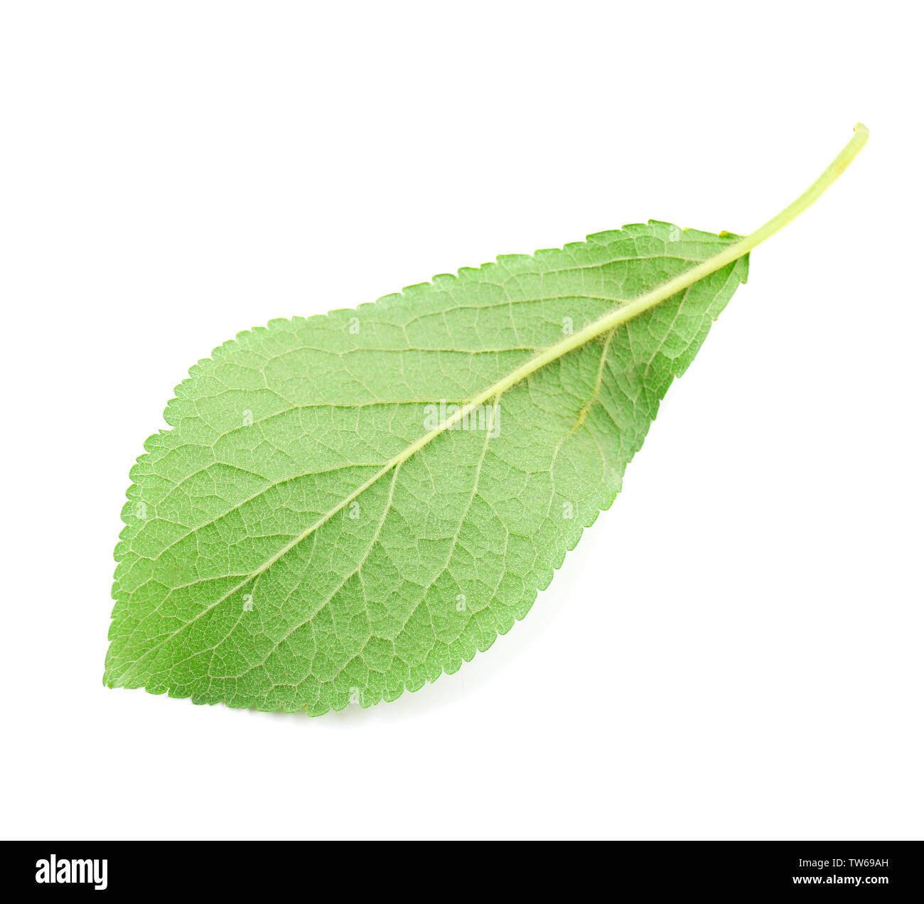 Green plum leaf isolated on white Stock Photo - Alamy