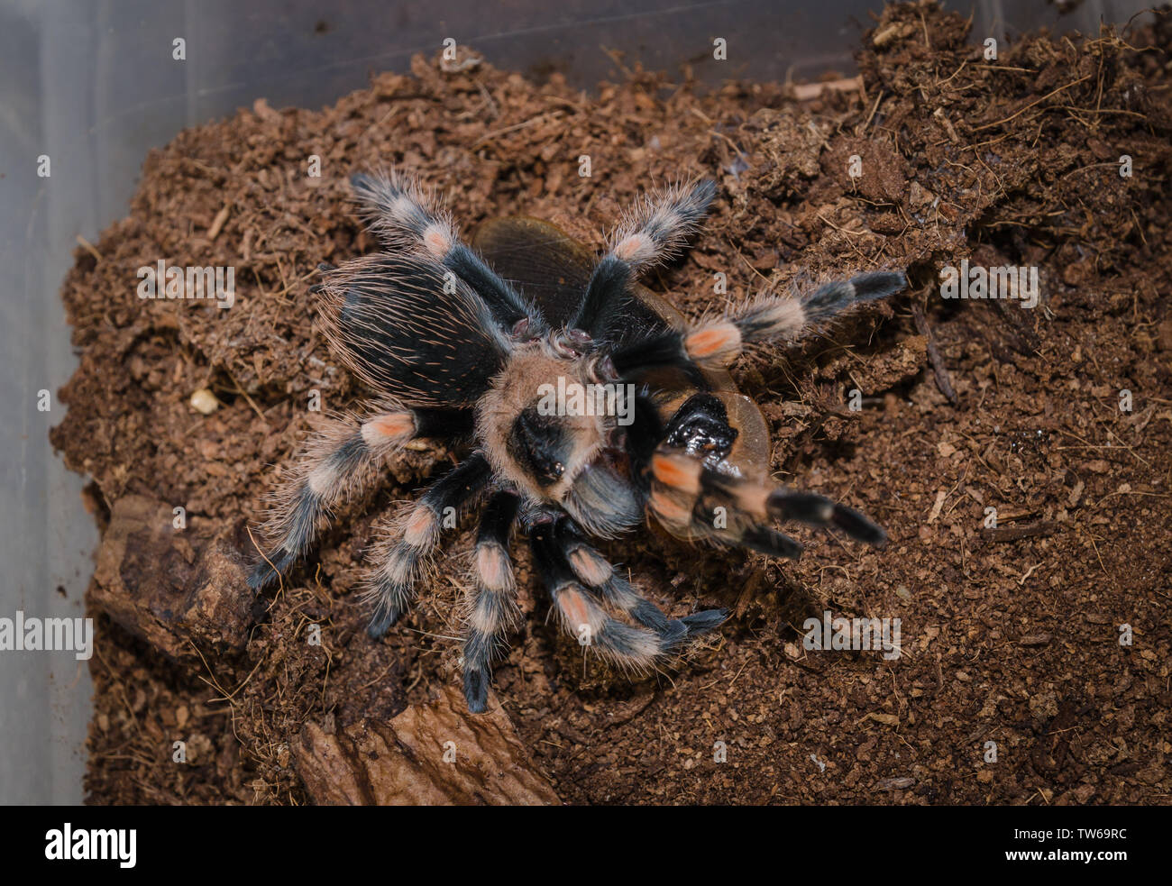 Spider class dangerous hi-res stock photography and images - Alamy