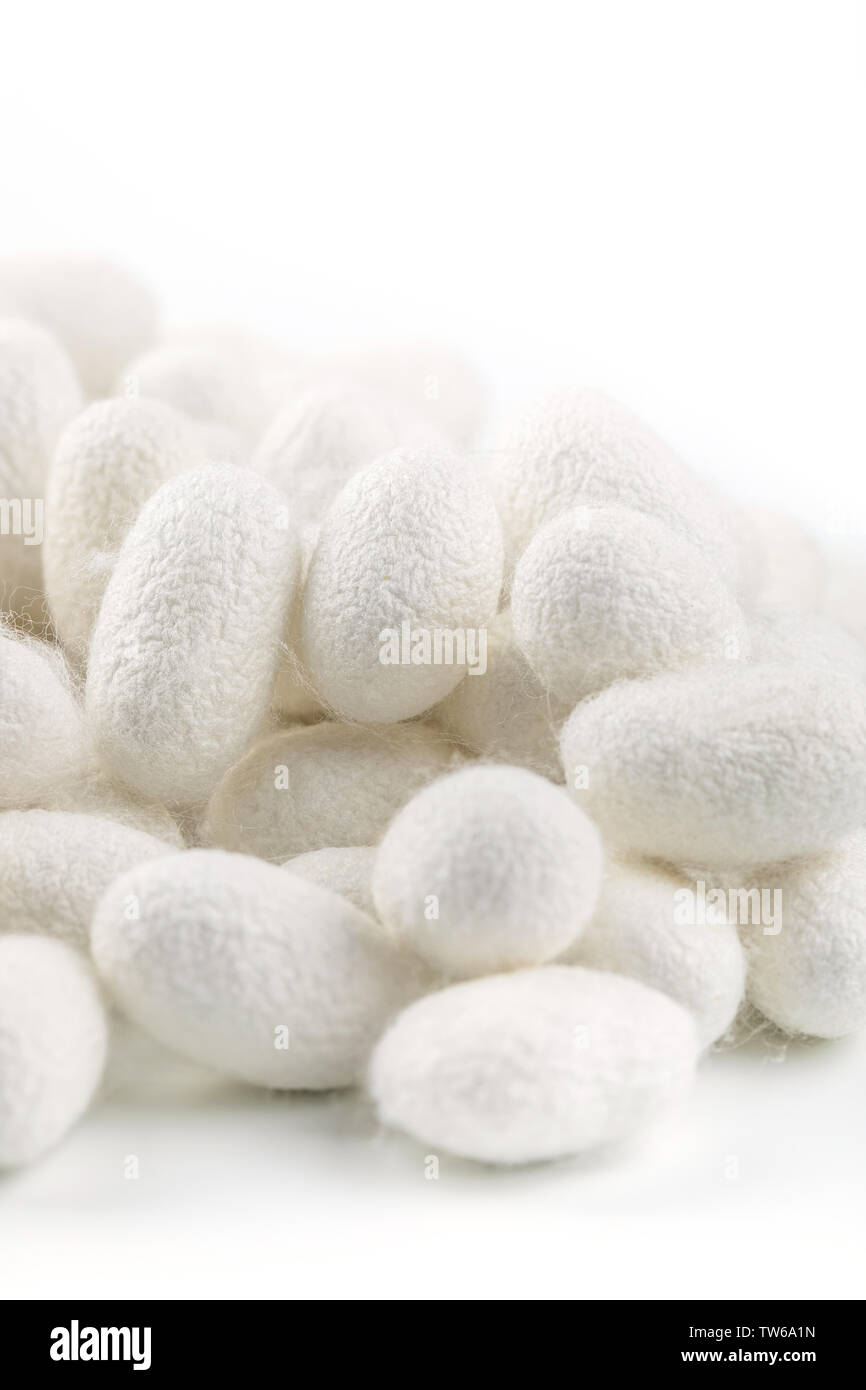 Silkworm cocoon silk fibres hi-res stock photography and images - Alamy