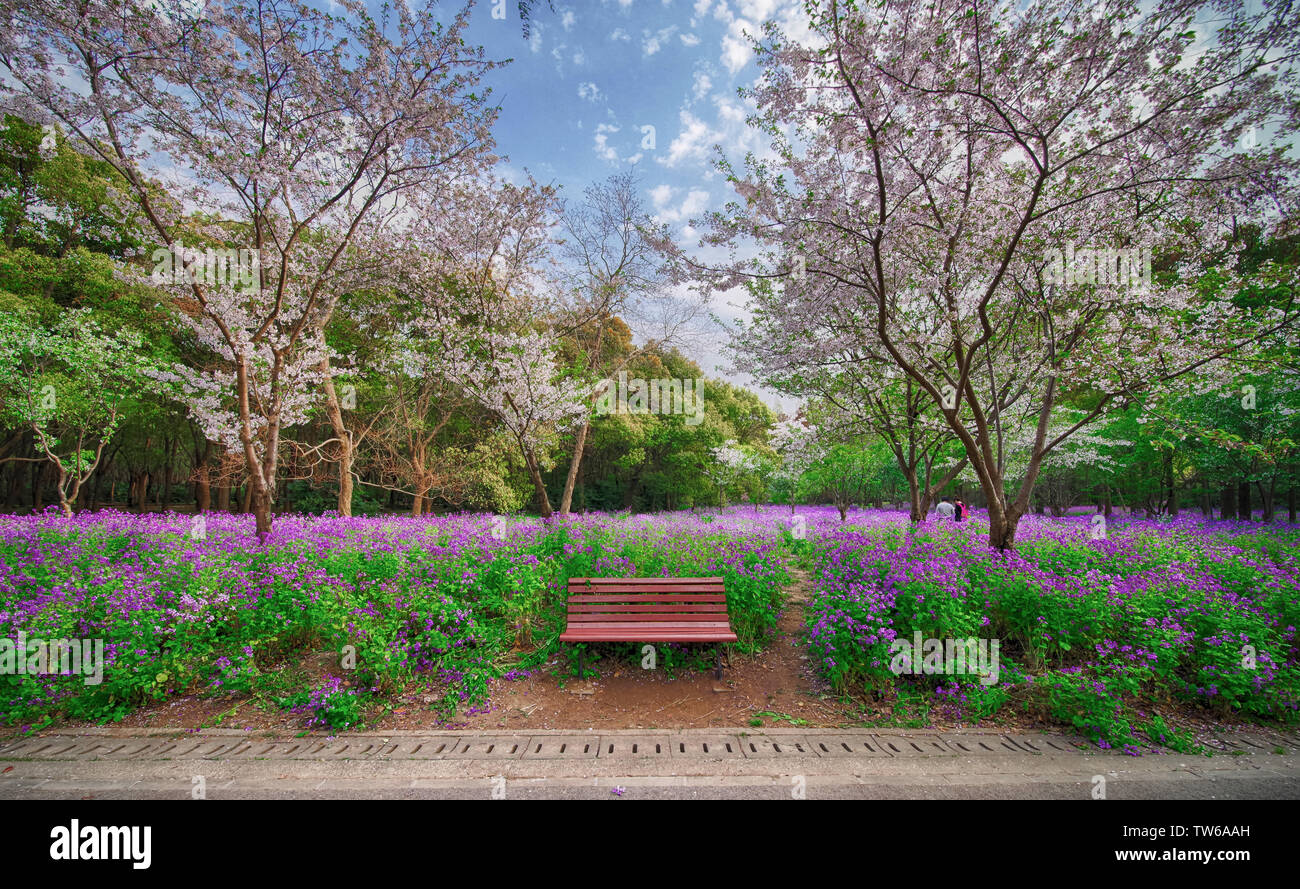 Shanghai Binjiang Forest Park Scenery Stock Photo - Alamy
